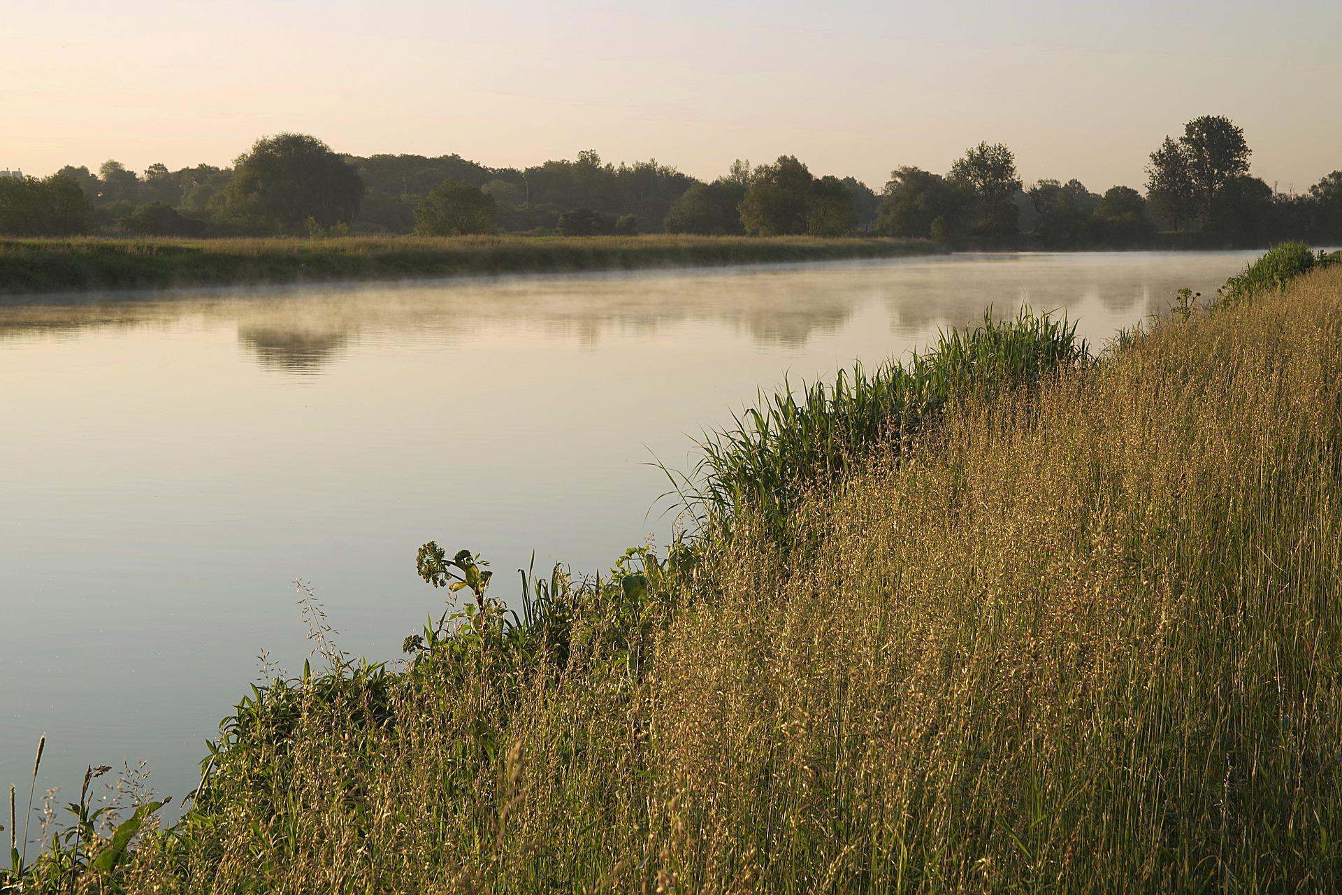 W wodach Odry wykryto złote algi wytwarzające ichtiotoksyny | Włącz ...