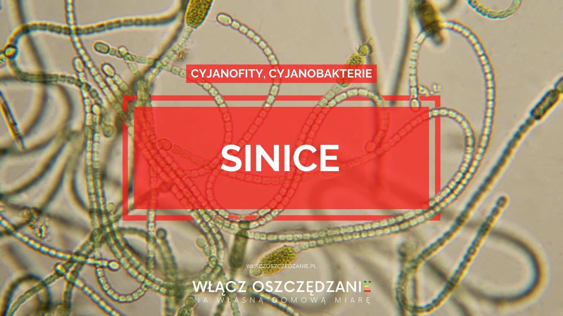 Sinice (cyjanofity, cyjanobakterie) | Włącz oszczędzanie